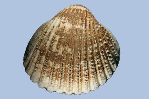 Acanthocardia echinata | The Conchological Society of Great Britain and Ireland